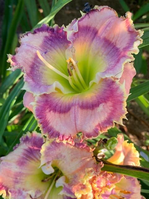 Photo of the bloom of Daylily (Hemerocallis 'Ruffles Have Ripples ...