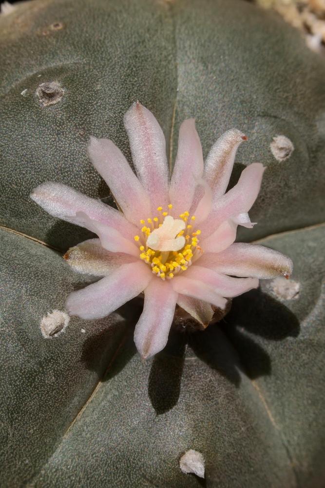 Photo of the bloom of Peyote (Lophophora williamsii) posted by Baja ...