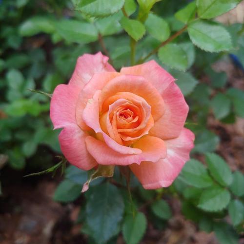 Rose (Rosa 'Cutie Pie') in the Roses Database - Garden.org