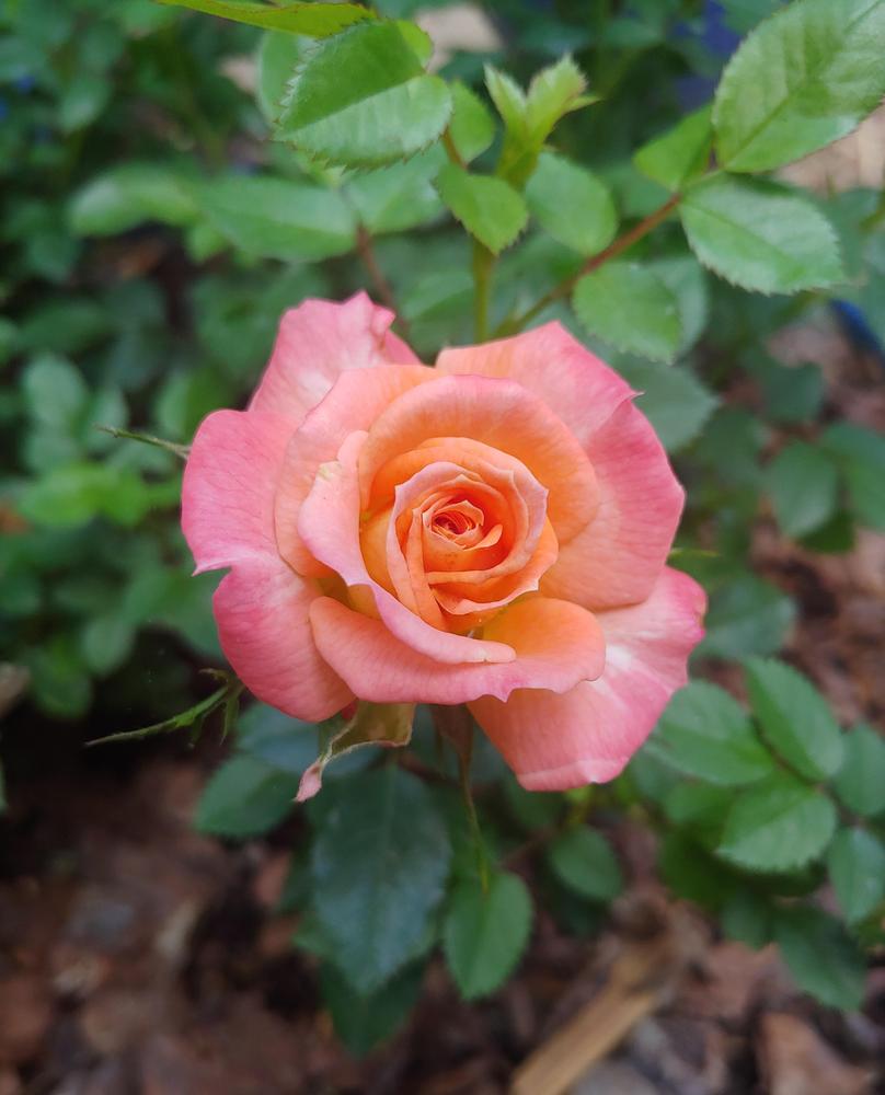 Rose (Rosa 'Cutie Pie') in the Roses Database - Garden.org