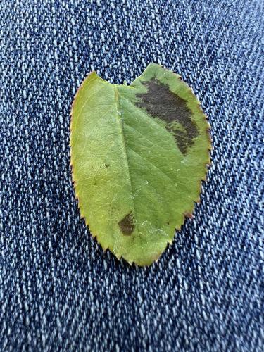 Rose leaf brown spots in the Roses forum - Garden.org