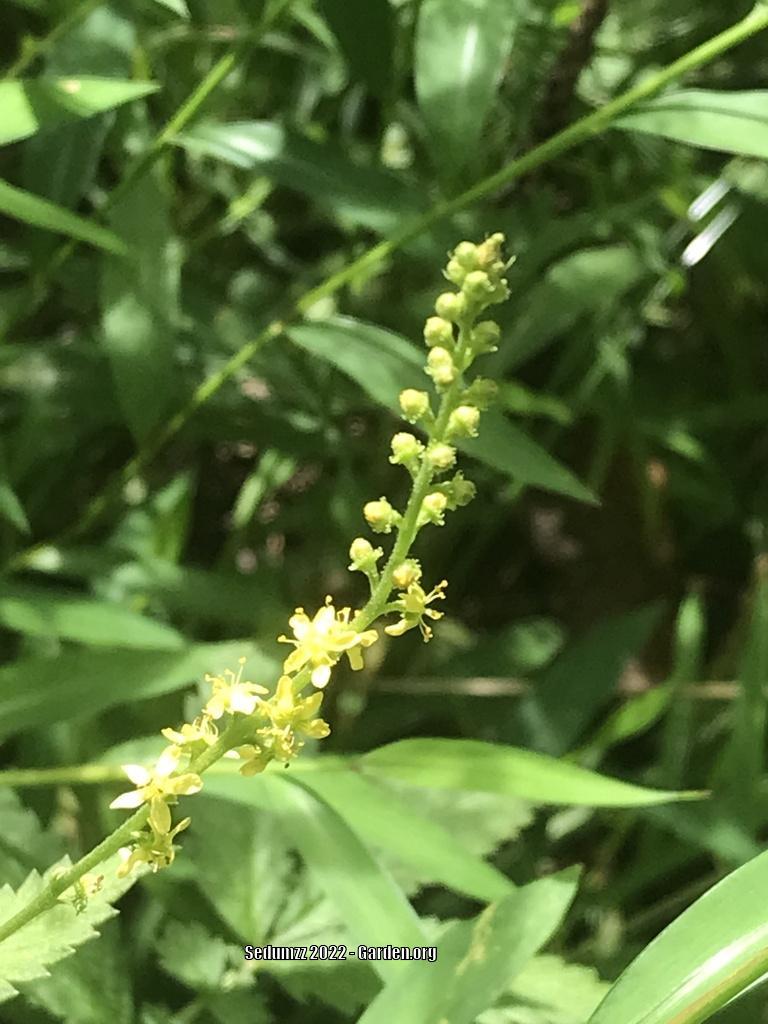 Swamp Agrimony (Agrimonia parviflora) - Garden.org