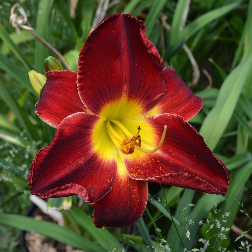Photo of the bloom of Daylily (Hemerocallis 'A.D. Lewis') posted by ...