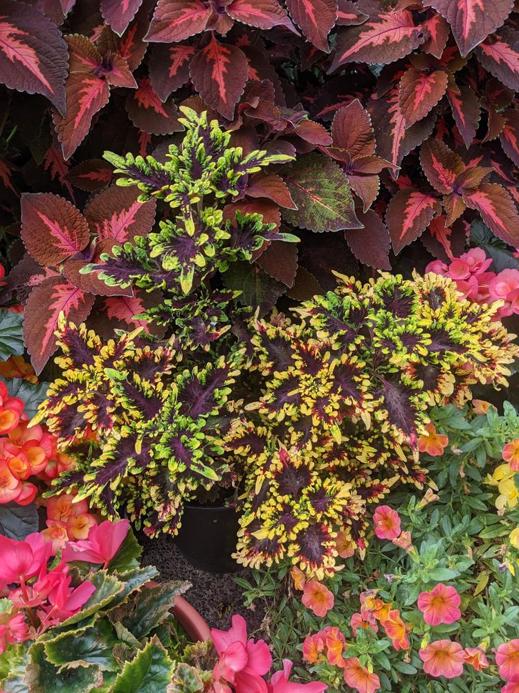 Photo of the entire plant of Coleus (Coleus scutellarioides Stained ...