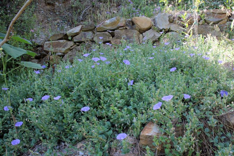 Photo of the entire plant of Convolvulus siculus subsp. siculus posted ...