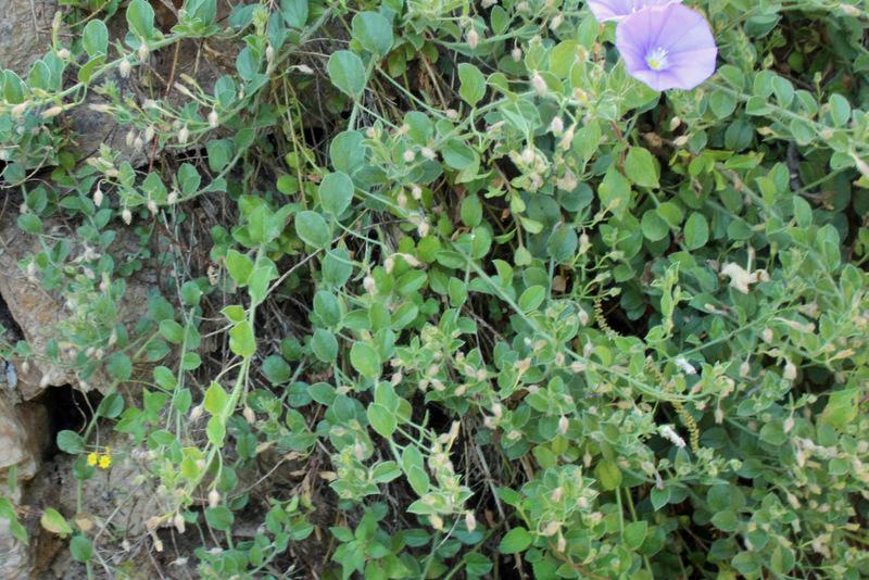 Photo of the leaves of Convolvulus siculus subsp. siculus posted by ...
