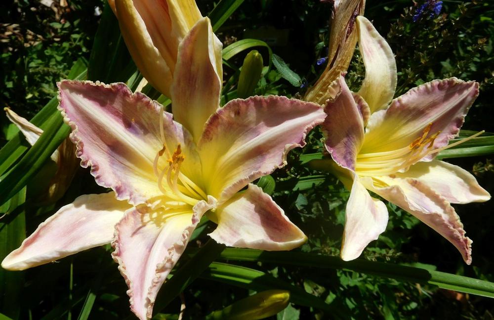 Daylily of the Day: Cordial Colors in the Plants of the Day forum ...