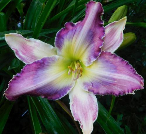 Daylily of the Day: Cordial Colors in the Plants of the Day forum ...