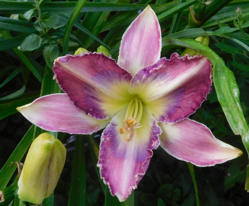 Daylily of the Day: Cordial Colors in the Plants of the Day forum ...