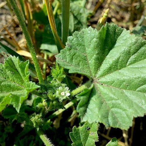 Dwarf Mallow (Malva pusilla) - Garden.org