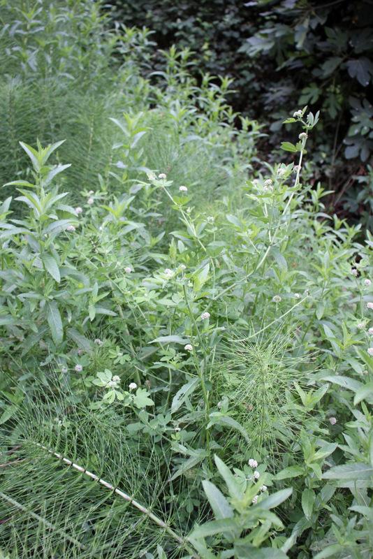 Photo of the entire plant of Lotus rectus posted by RuuddeBlock ...