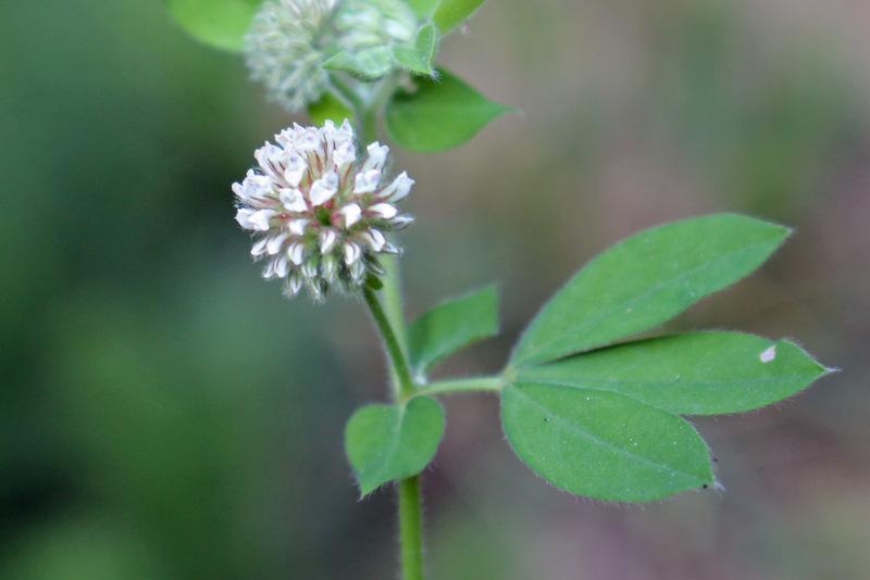 Photo of the bloom of Lotus rectus posted by RuuddeBlock - Garden.org