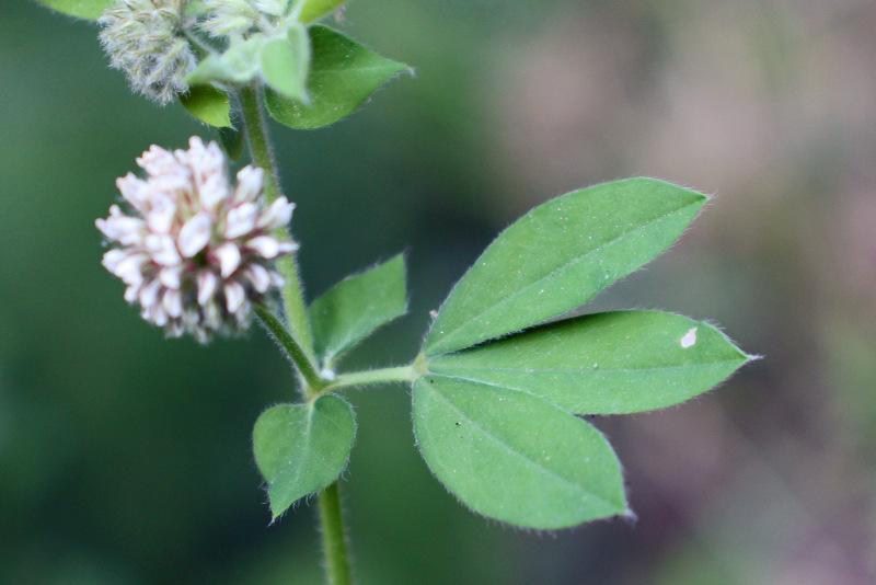 Photo of the leaves of Lotus rectus posted by RuuddeBlock - Garden.org