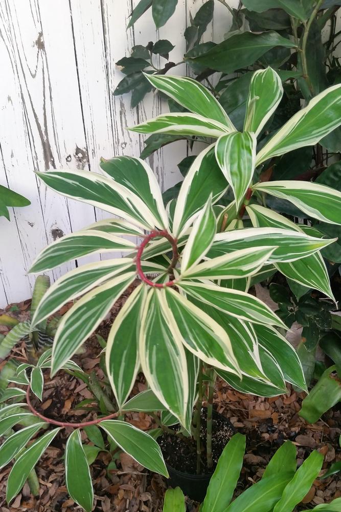 Photo of the entire plant of Costus amazonicus posted by dyzzypyxxy ...
