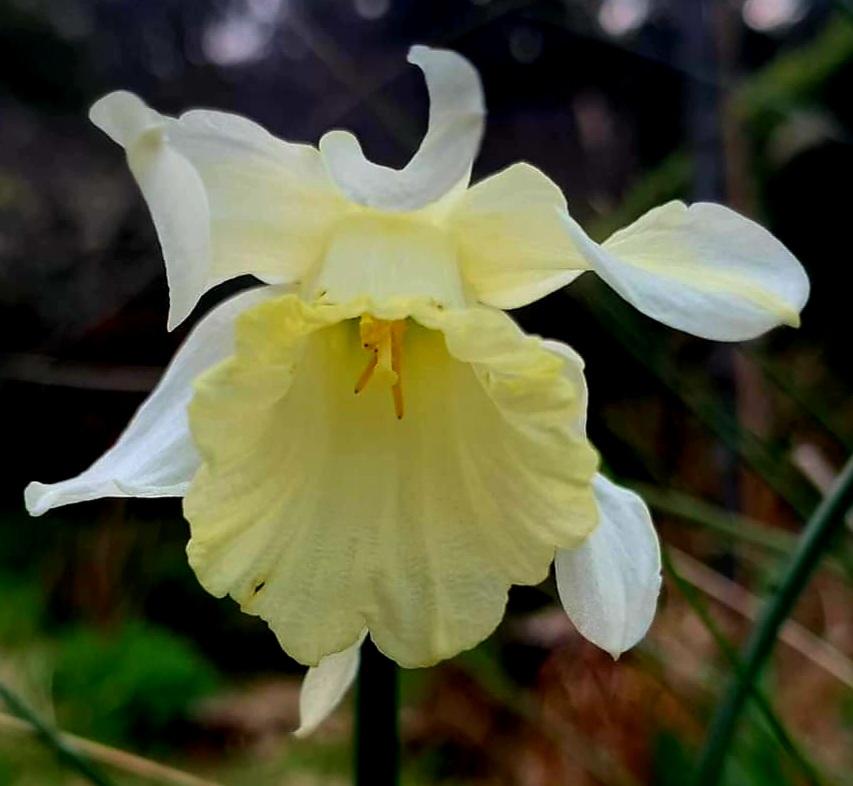 Photo of the bloom of Species Daffodil (Narcissus moschatus) posted by ...