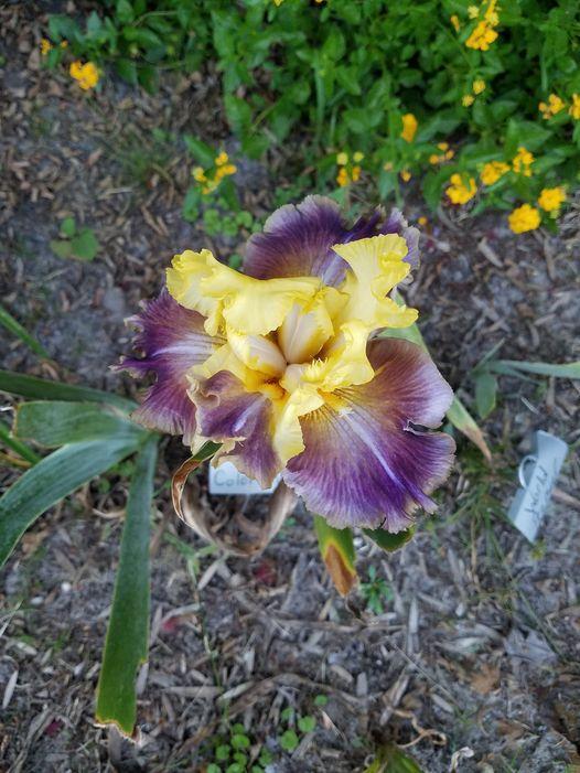 Photo of the bloom of Tall Bearded Iris (Iris 'Color Shift') posted by ...