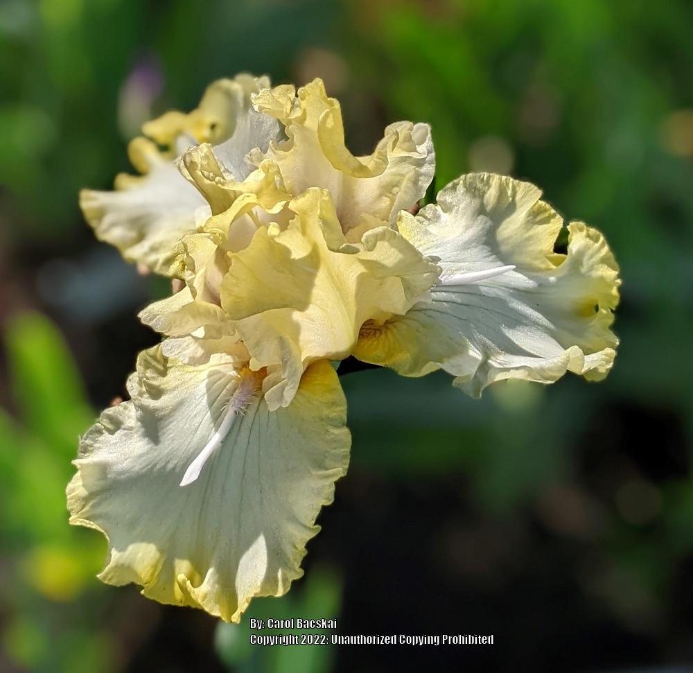 Photo of the bloom of Tall Bearded Iris (Iris 'Purr Form Mints') posted ...