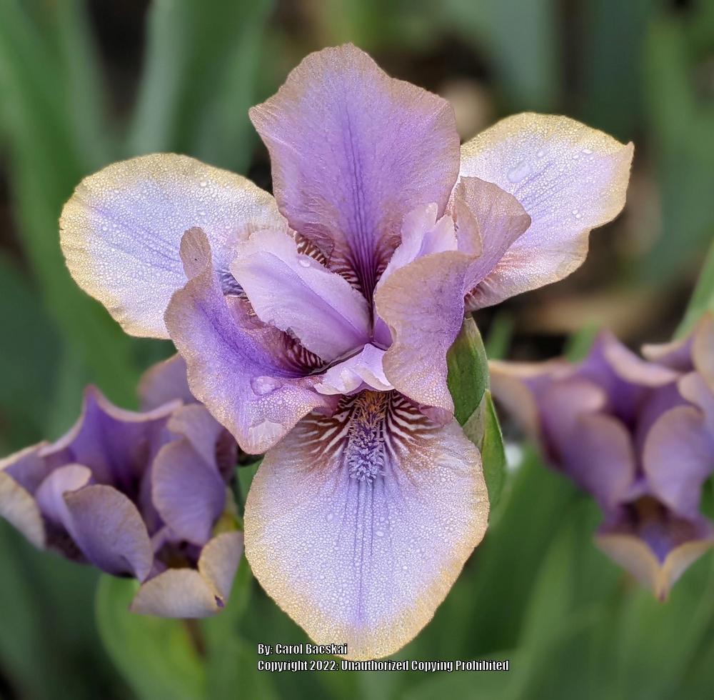 Photo of the bloom of Arilbred Iris (Iris 'Patriot's Gem') posted by ...
