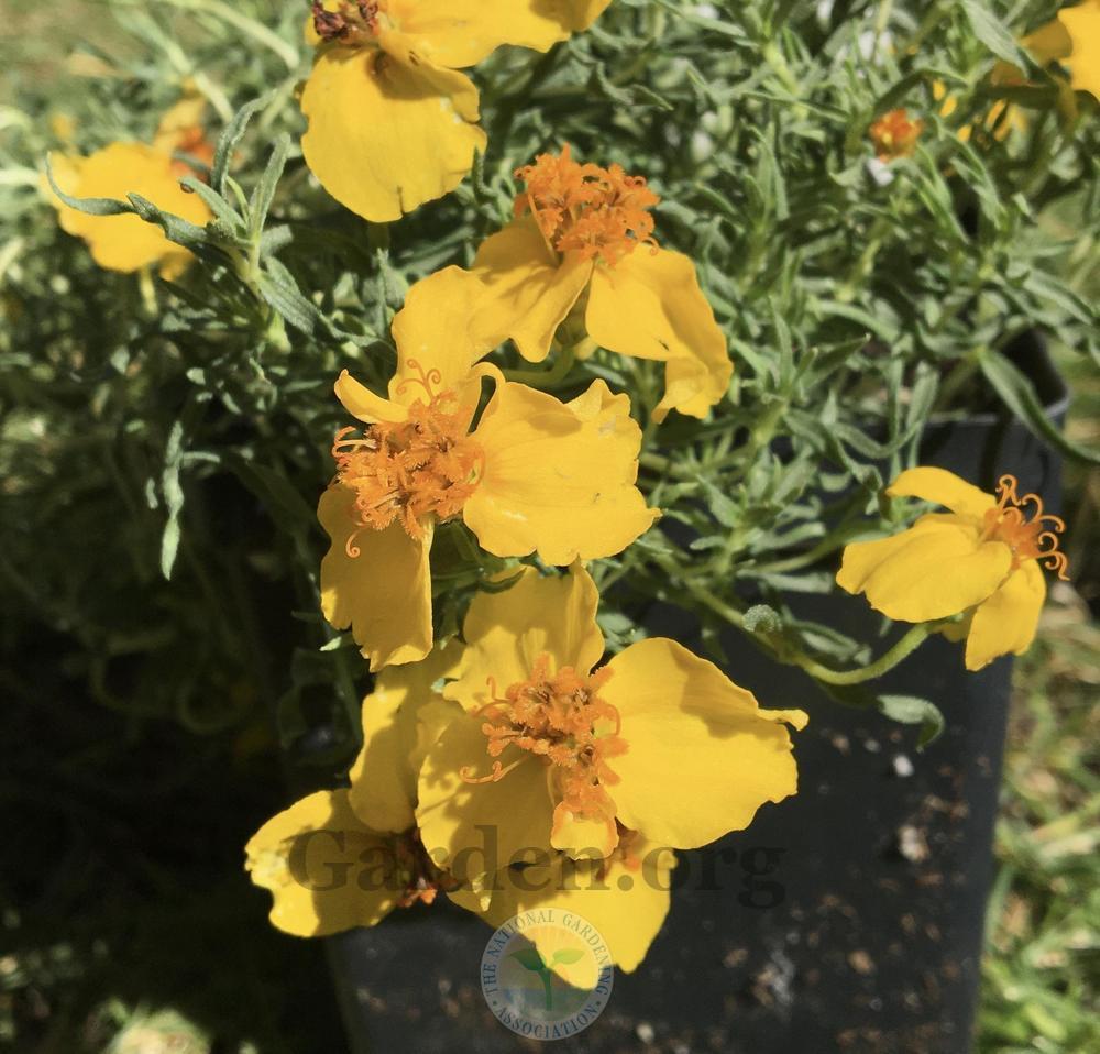 Rocky Mountain Zinnia (Zinnia grandiflora 'Gold on Blue') - Garden.org