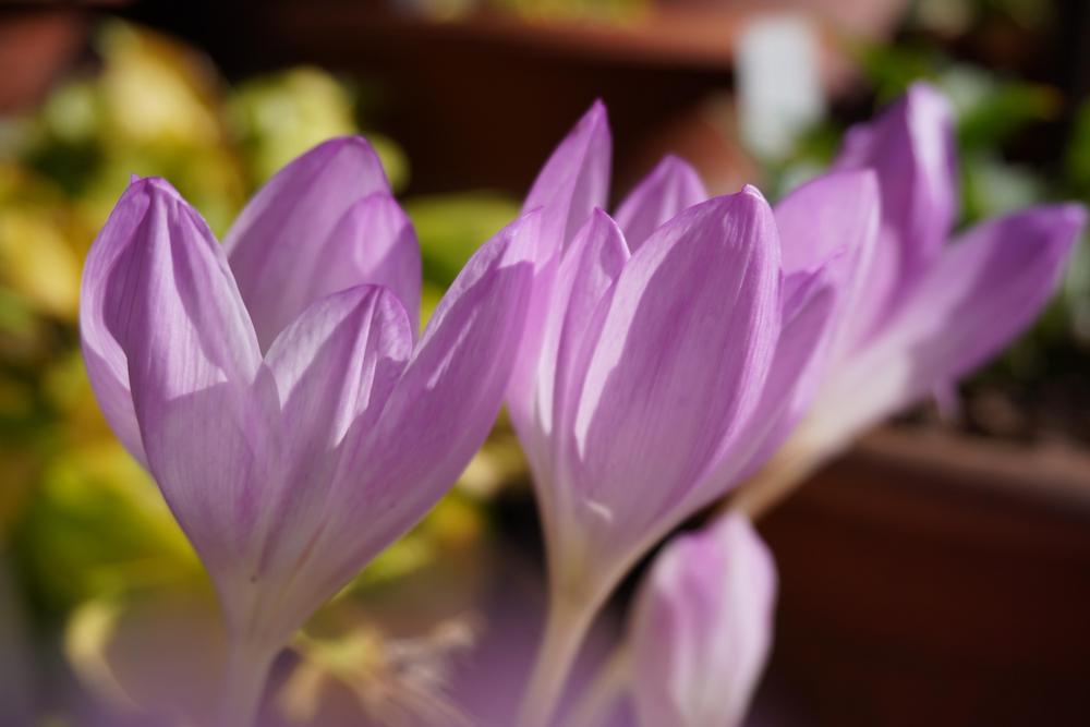 Photo of the bloom of False Autumn Crocus (Colchicum x byzantinum ...