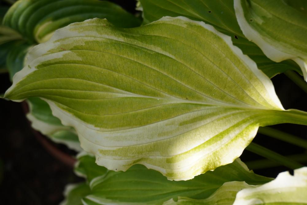 Hosta 'Gila River' in the Hostas Database - Garden.org