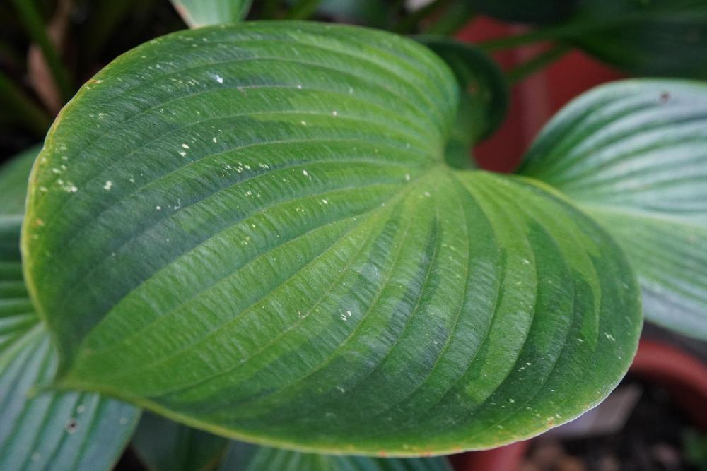 Photo of the leaves of Hosta 'Ayesha' posted by D3LL - Garden.org