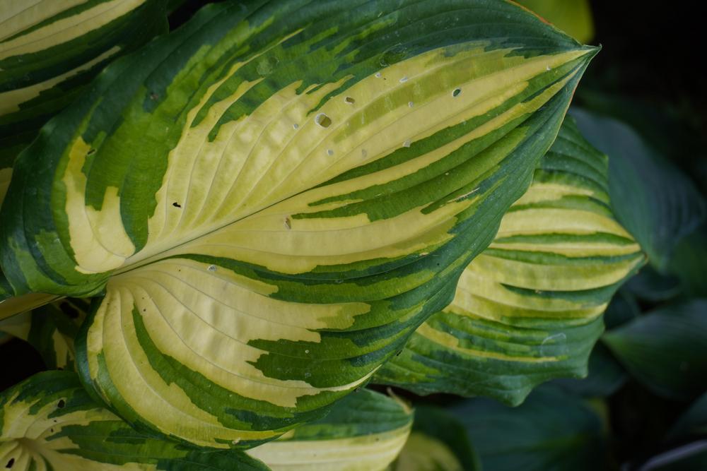 Hosta 'The Queen' in the Hostas Database - Garden.org