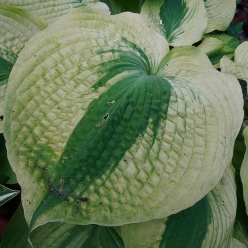 Hosta 'Afterglow' in the Hostas Database - Garden.org