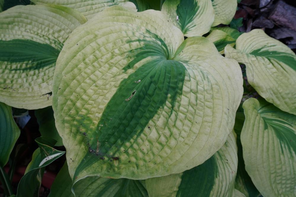 Hosta 'Afterglow' in the Hostas Database - Garden.org