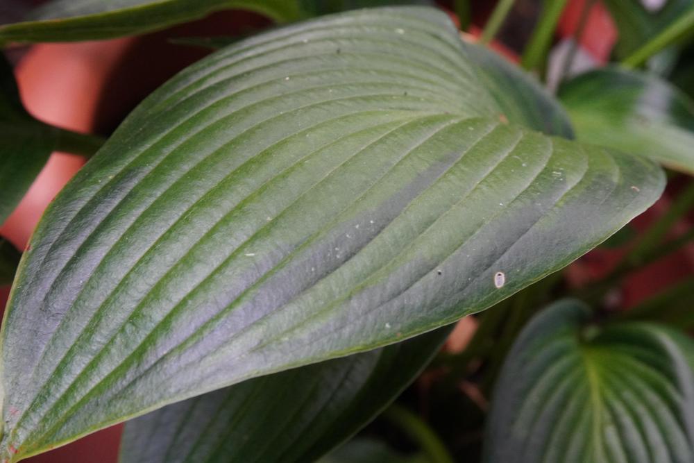 Photo of the leaves of Hosta 'Ayesha' posted by D3LL - Garden.org