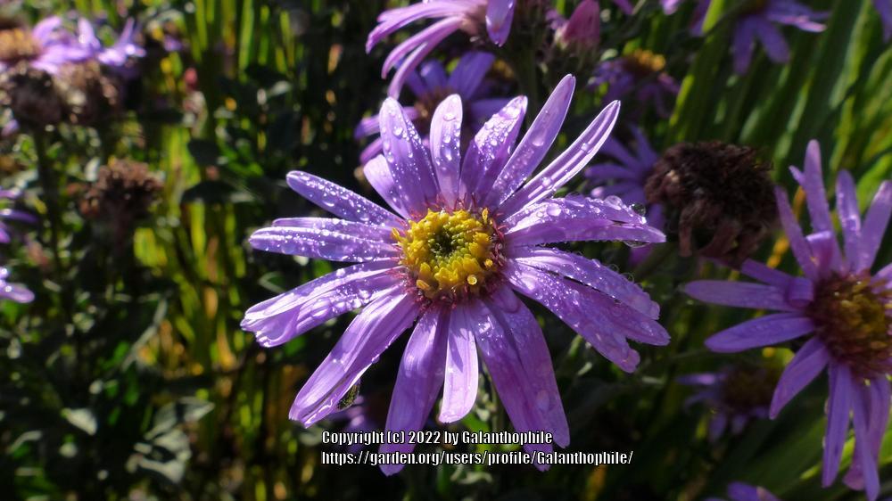Photo of the bloom of Italian Aster (Aster amellus 'Rosa Erfullung ...