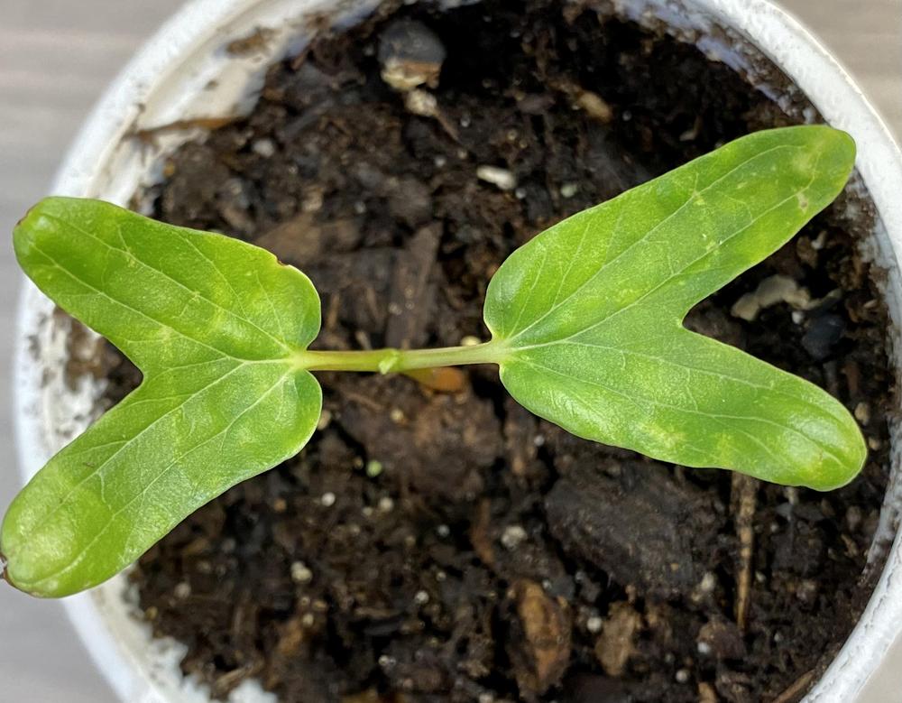 Photo of the seedling or young plant of St. Thomas Lidpod (Operculina ...