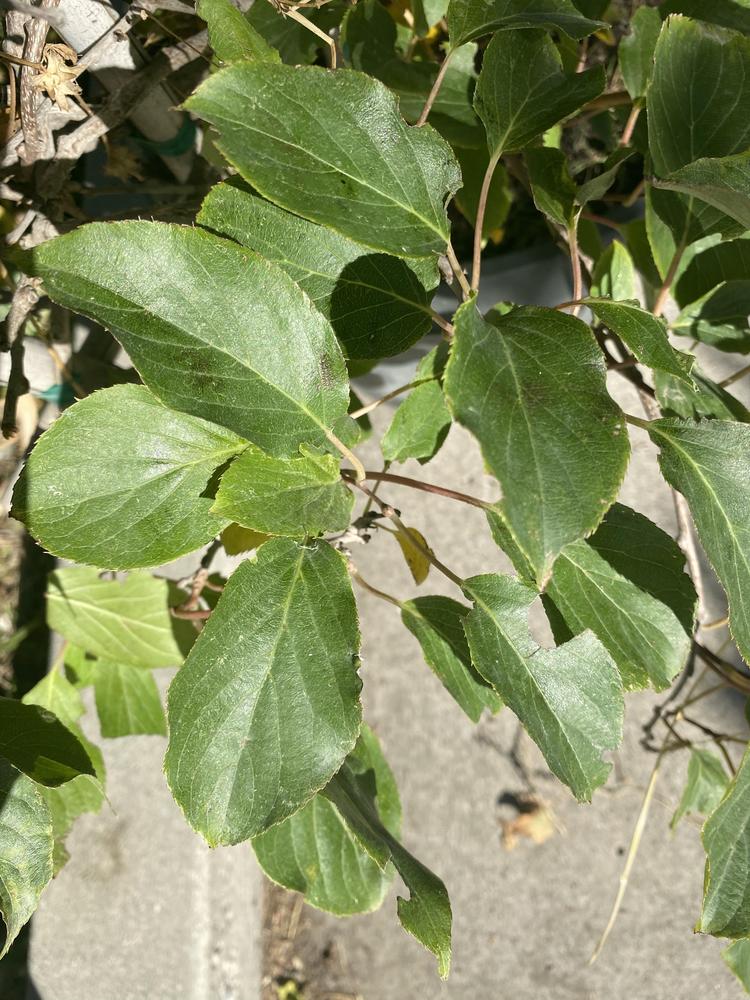 Photo of the leaves of Hardy Kiwi (Actinidia arguta 'Ananasnaja ...