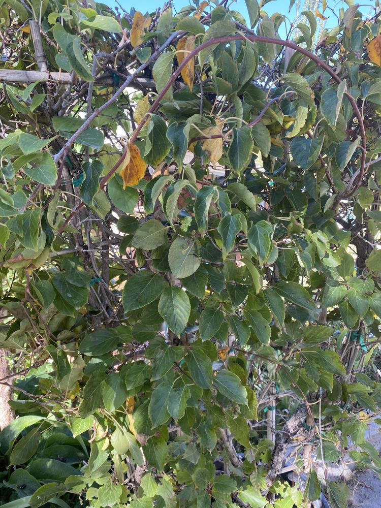 Photo of the leaves of Hardy Kiwi (Actinidia arguta 'Ananasnaja ...