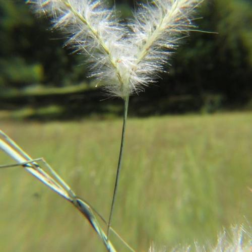 Virginia Broomsedge (Andropogon virginicus) in the Bluestem Grasses ...