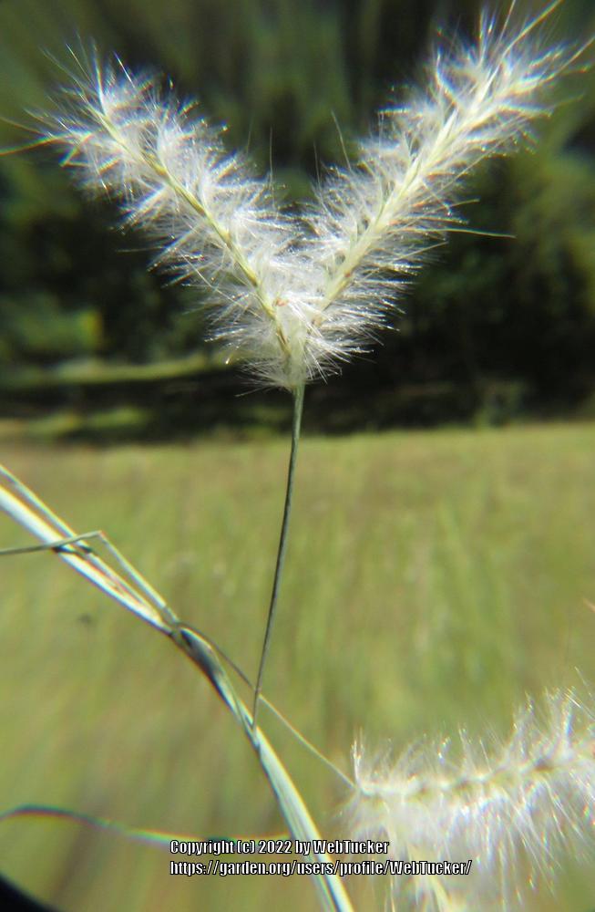 Virginia Broomsedge (Andropogon virginicus) in the Bluestem Grasses ...