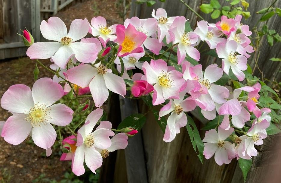 Photo of the bloom of Rose (Rosa 'Lyda Rose') posted by pmpauley ...