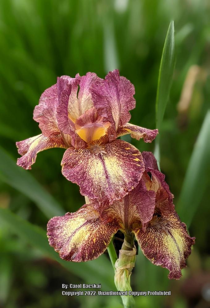 Photo of the bloom of Intermediate Bearded Iris (Iris 'Summer Camp ...