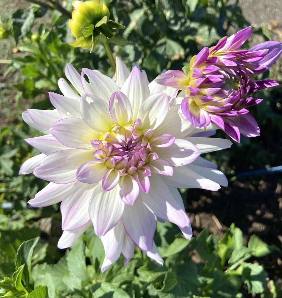 Photo of the bloom of Dahlia 'Victoria Ann' posted by Calif_Sue ...
