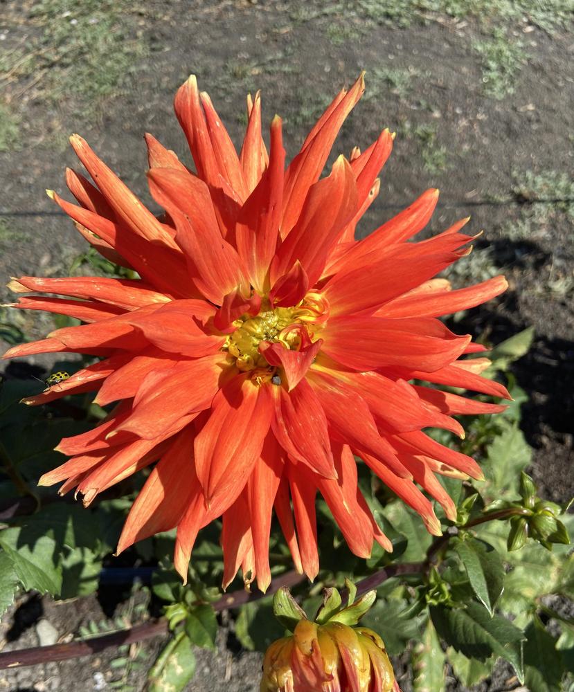 Photo of the bloom of Dahlia 'Wyn's Cinnabar' posted by Calif_Sue ...
