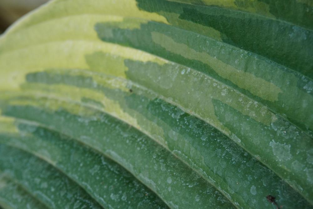 Photo of the leaves of Hosta 'Lakeside Fancy Pants' posted by D3LL ...