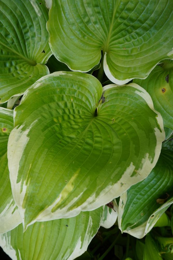 Hosta 'Memories of Dorothy' in the Hostas Database - Garden.org