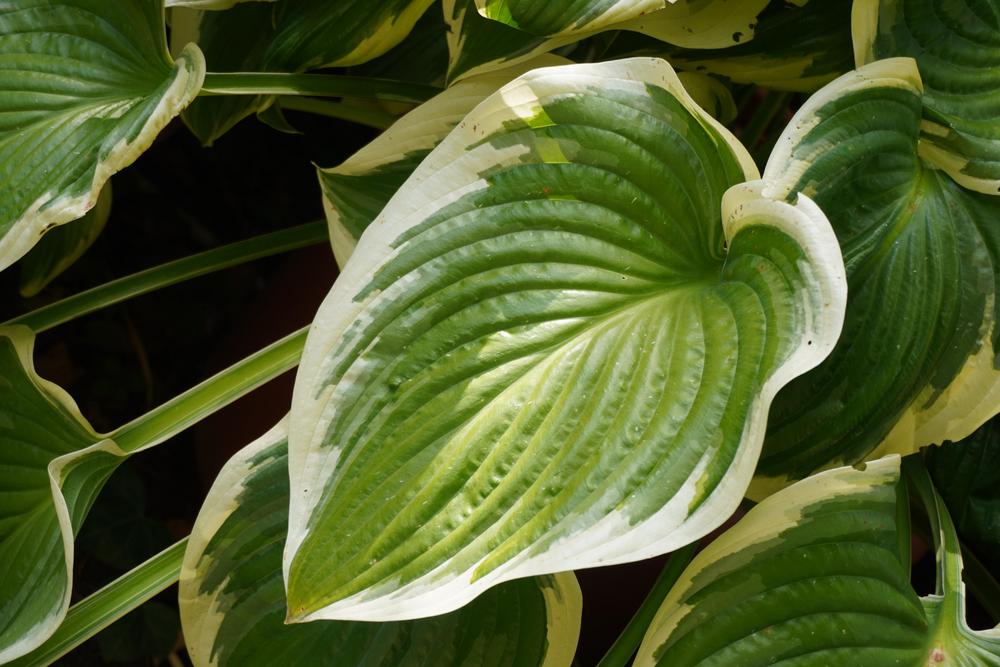 Photo of the leaves of Hosta 'Victory' posted by D3LL - Garden.org