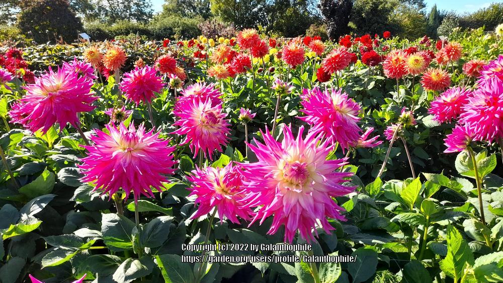 Photo of the entire plant of Dahlia 'Pink Jupiter' posted by ...