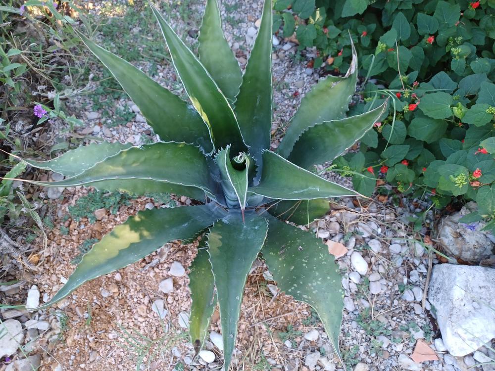 Yucca pup in the Cactus and Succulents forum - Garden.org