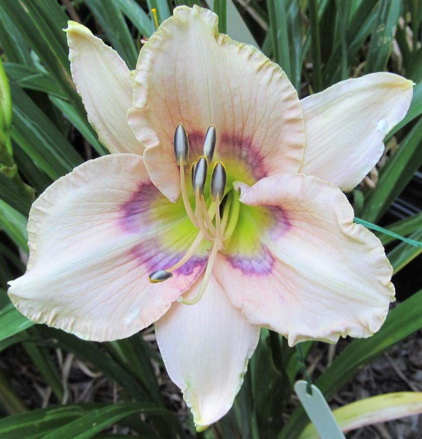 Photo of the bloom of Daylily (Hemerocallis 'Scandalous') posted by ...