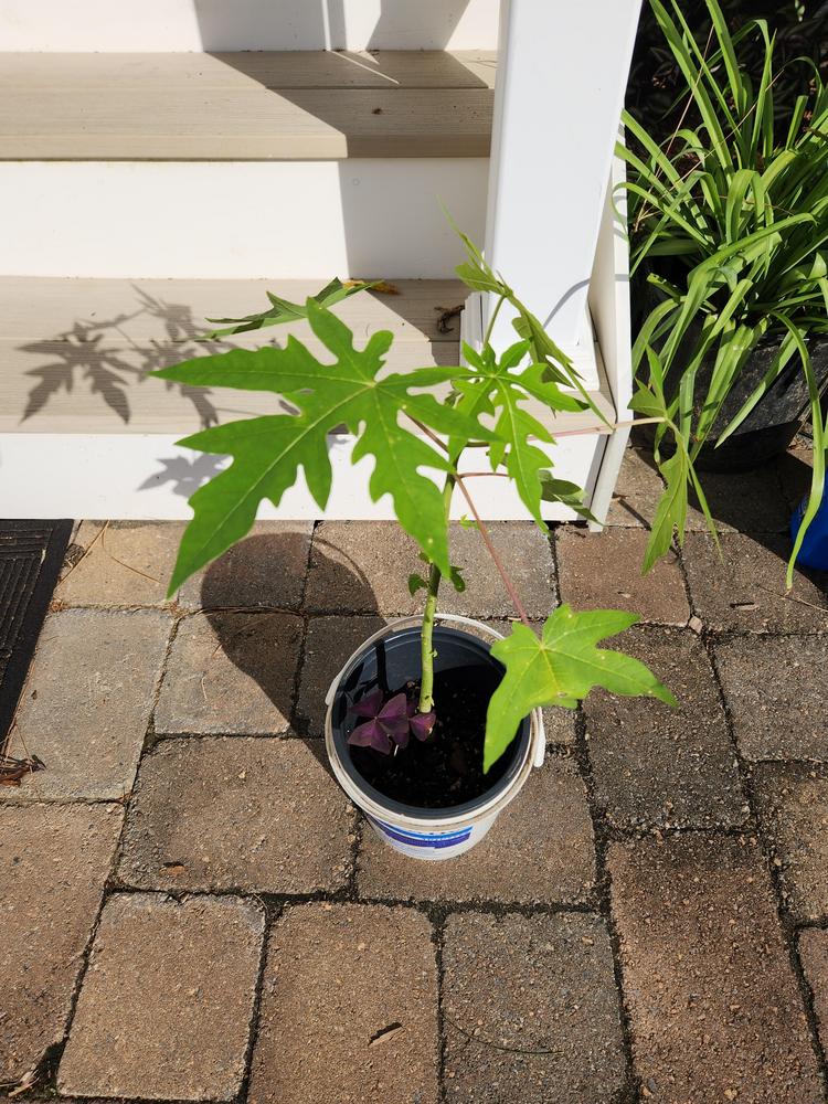Papaya as a potted plant in the Houseplants forum - Garden.org