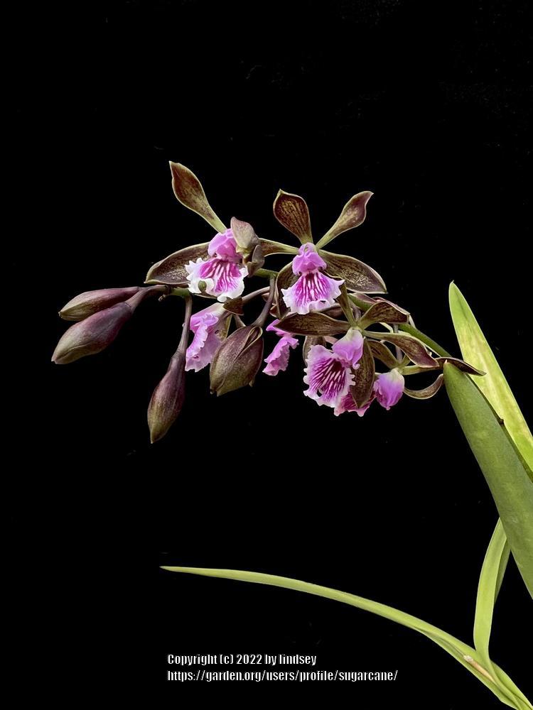Orchid (Encyclia phoenicea) - Garden.org