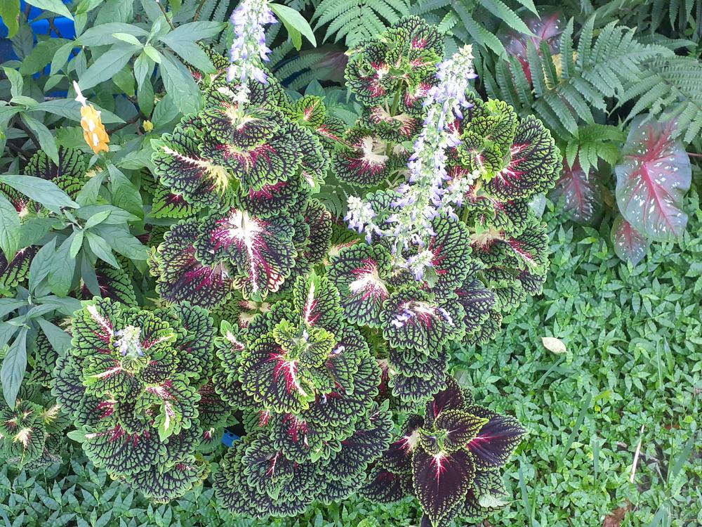 Viewing a Plant Combination by zeta7 - Garden.org