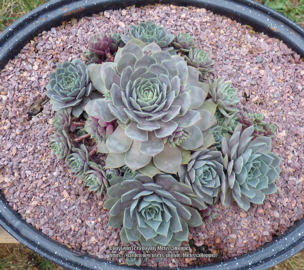 Photo of the entire plant of Hen and chicks (Sempervivum 'Steel Appeal ...